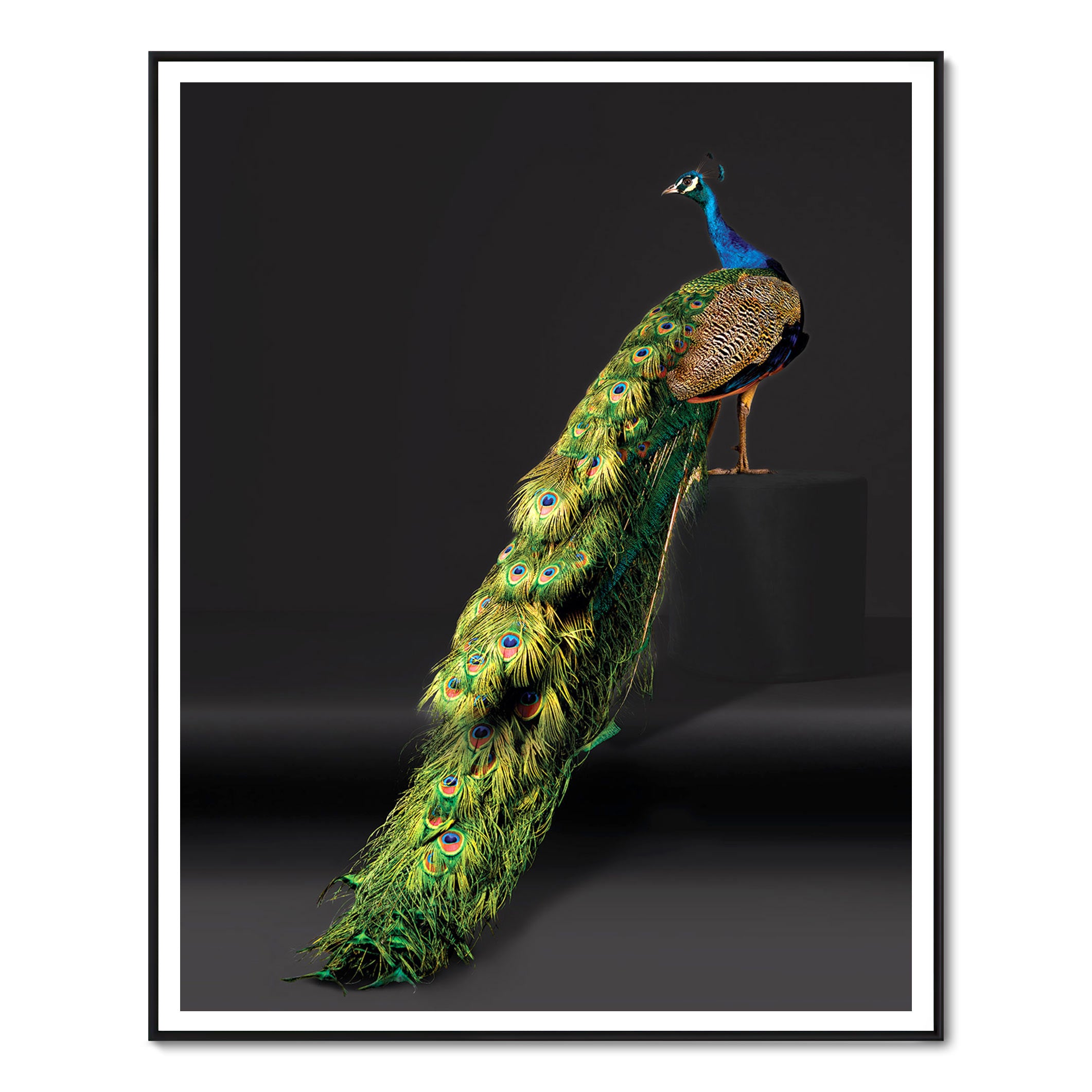 Blue Peacock – Peter Samuels Art Editions