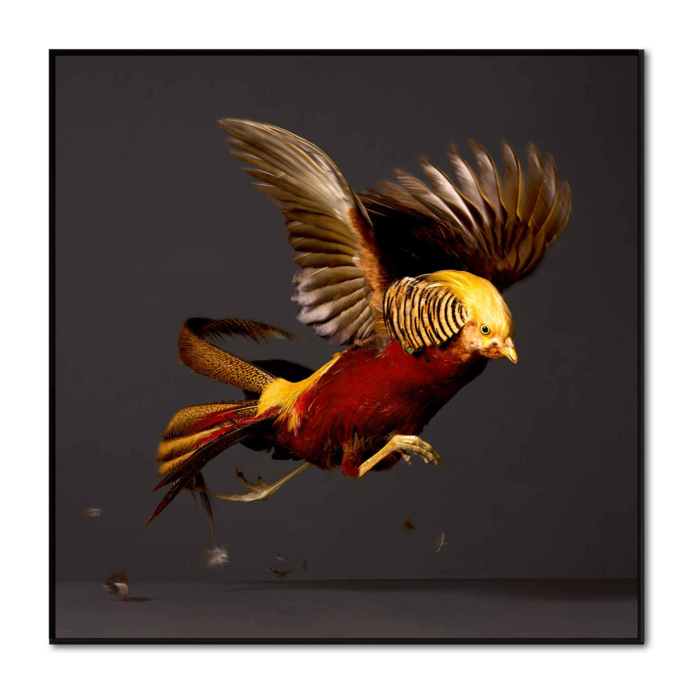 Golden Headed Pheasant Photographic Art Print – Peter Samuels Art Editions