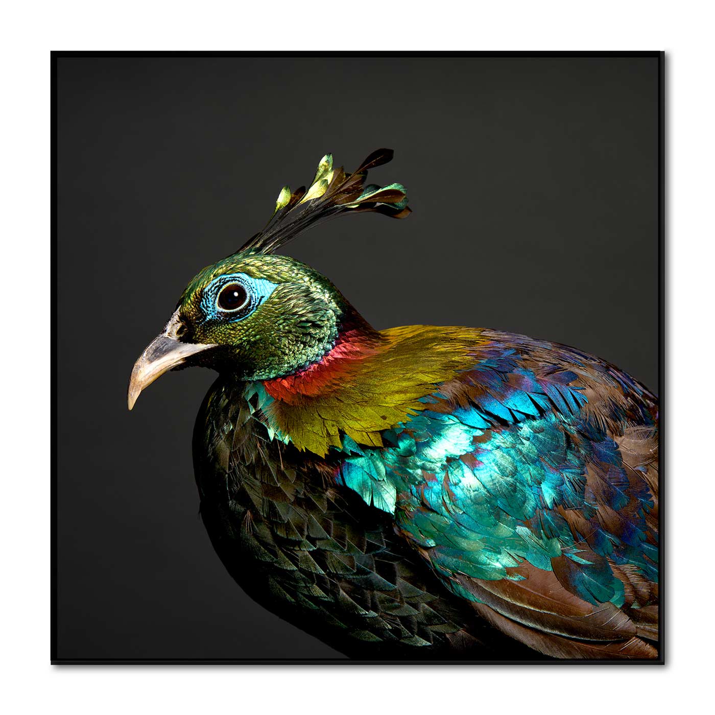 Himalayan Monal Photograph Art Print – Peter Samuels Art Editions